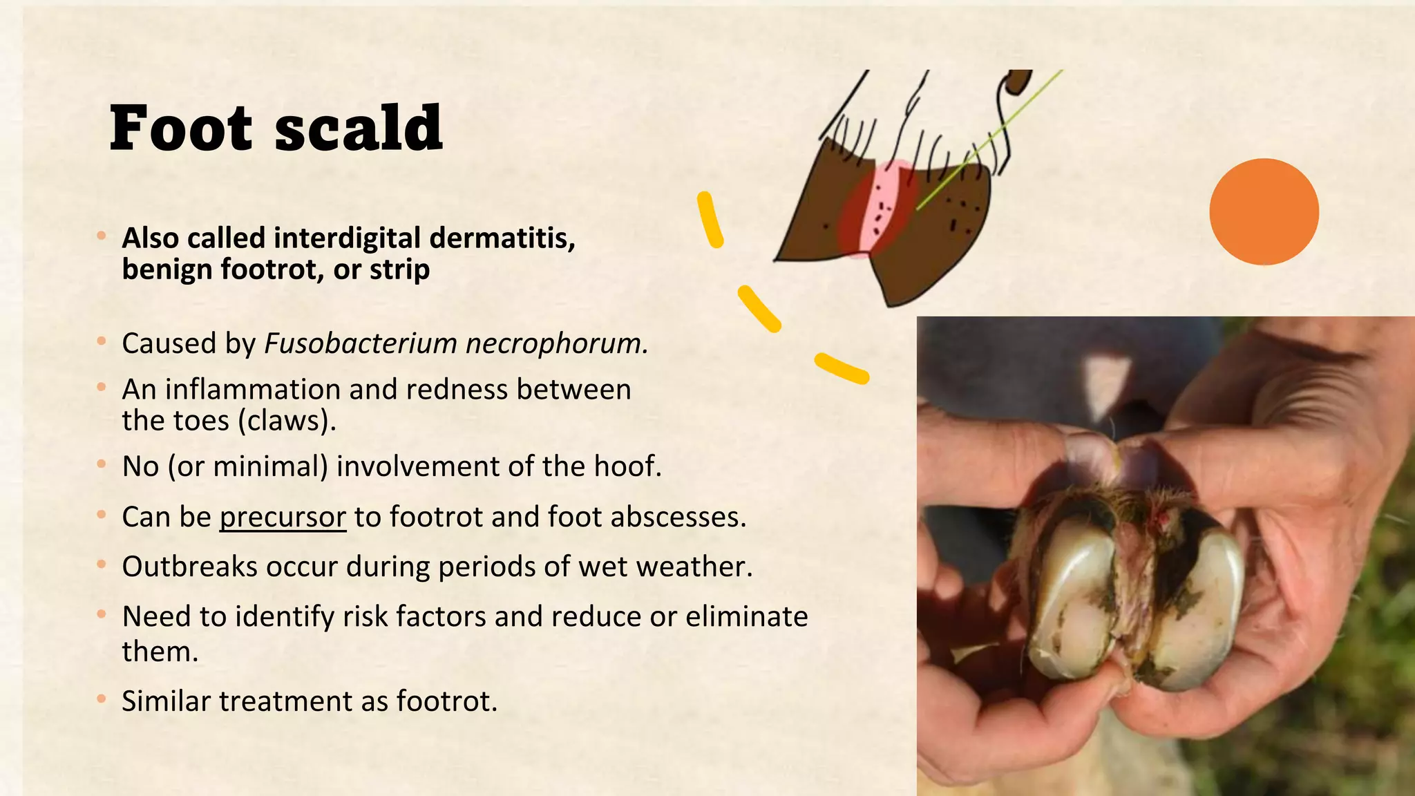 Goat Hoof Health | PPTX