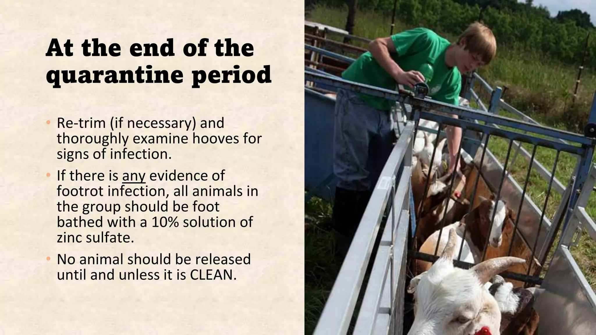 Goat Hoof Health | PPTX