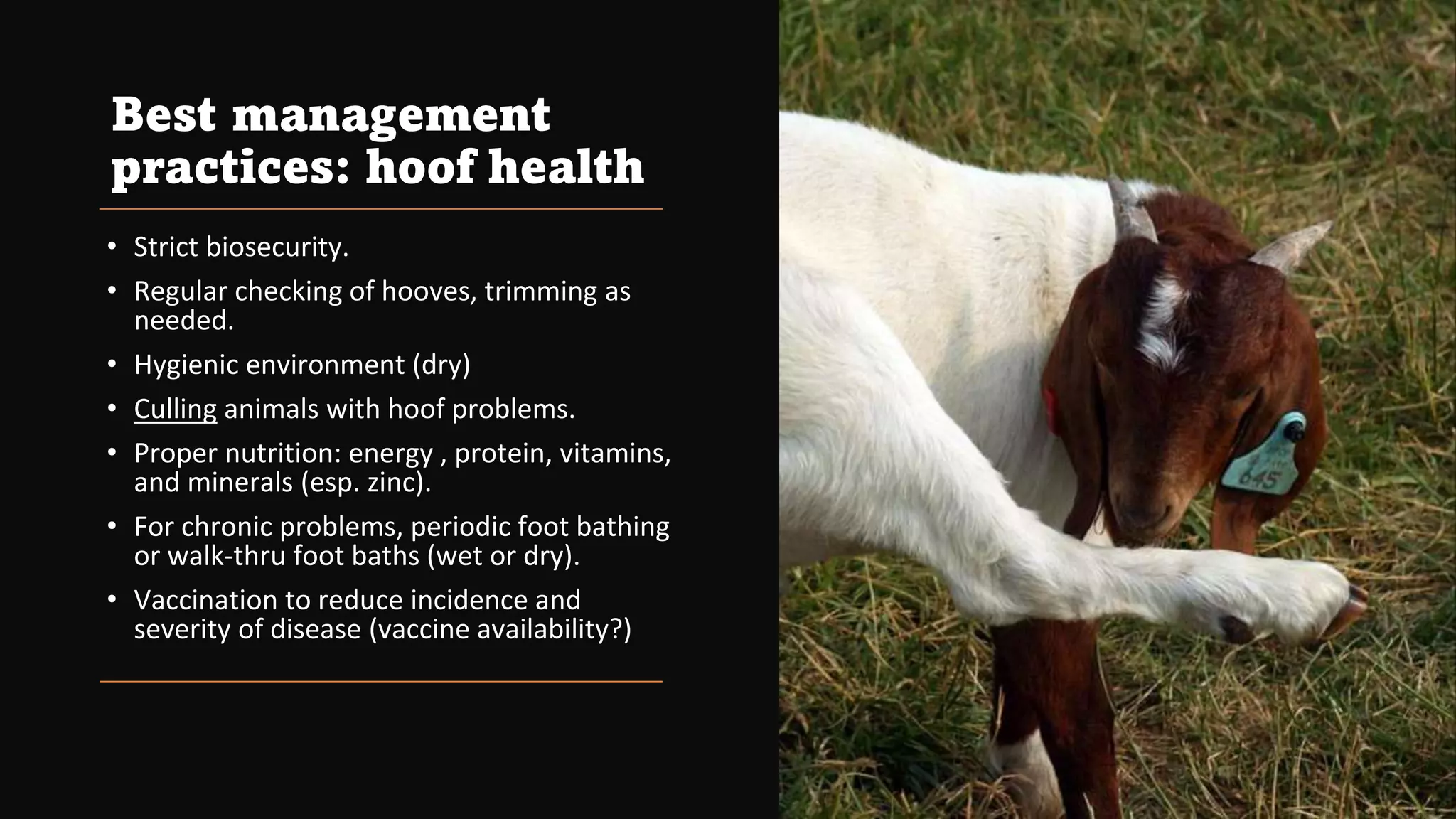 Goat Hoof Health | PPTX