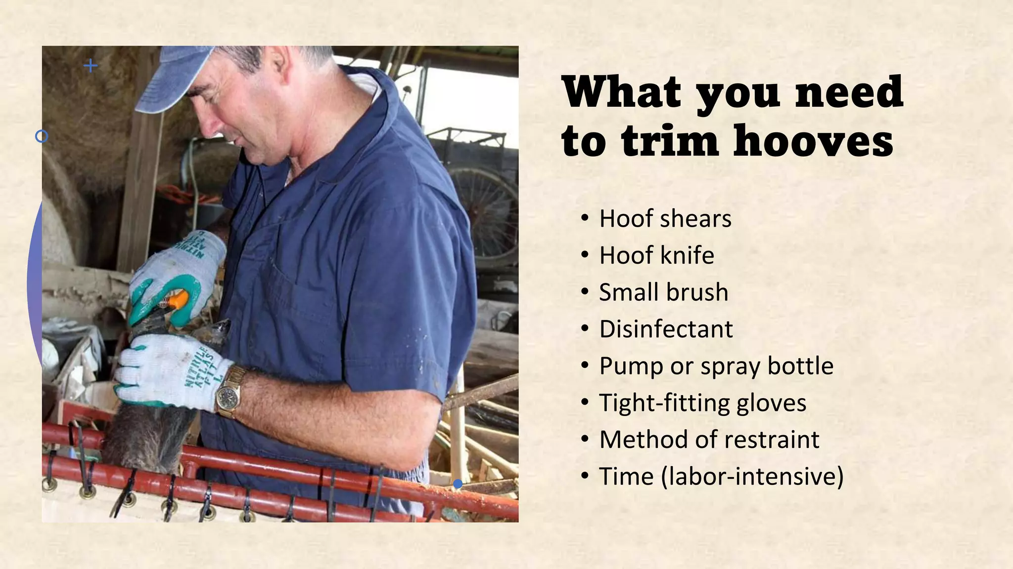 Goat Hoof Health | PPTX