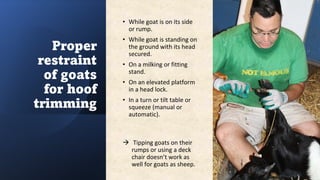 Goat Hoof Health | PPTX