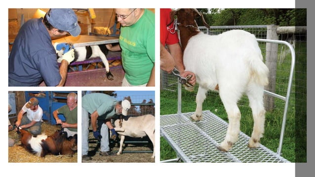 Goat Hoof Health | PPTX