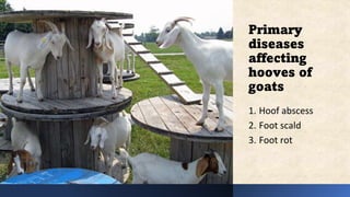 Goat Hoof Health | PPTX