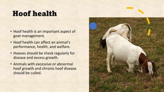 Goat Hoof Health | PPTX