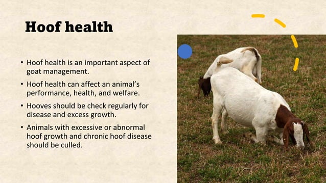 Goat Hoof Health | PPTX