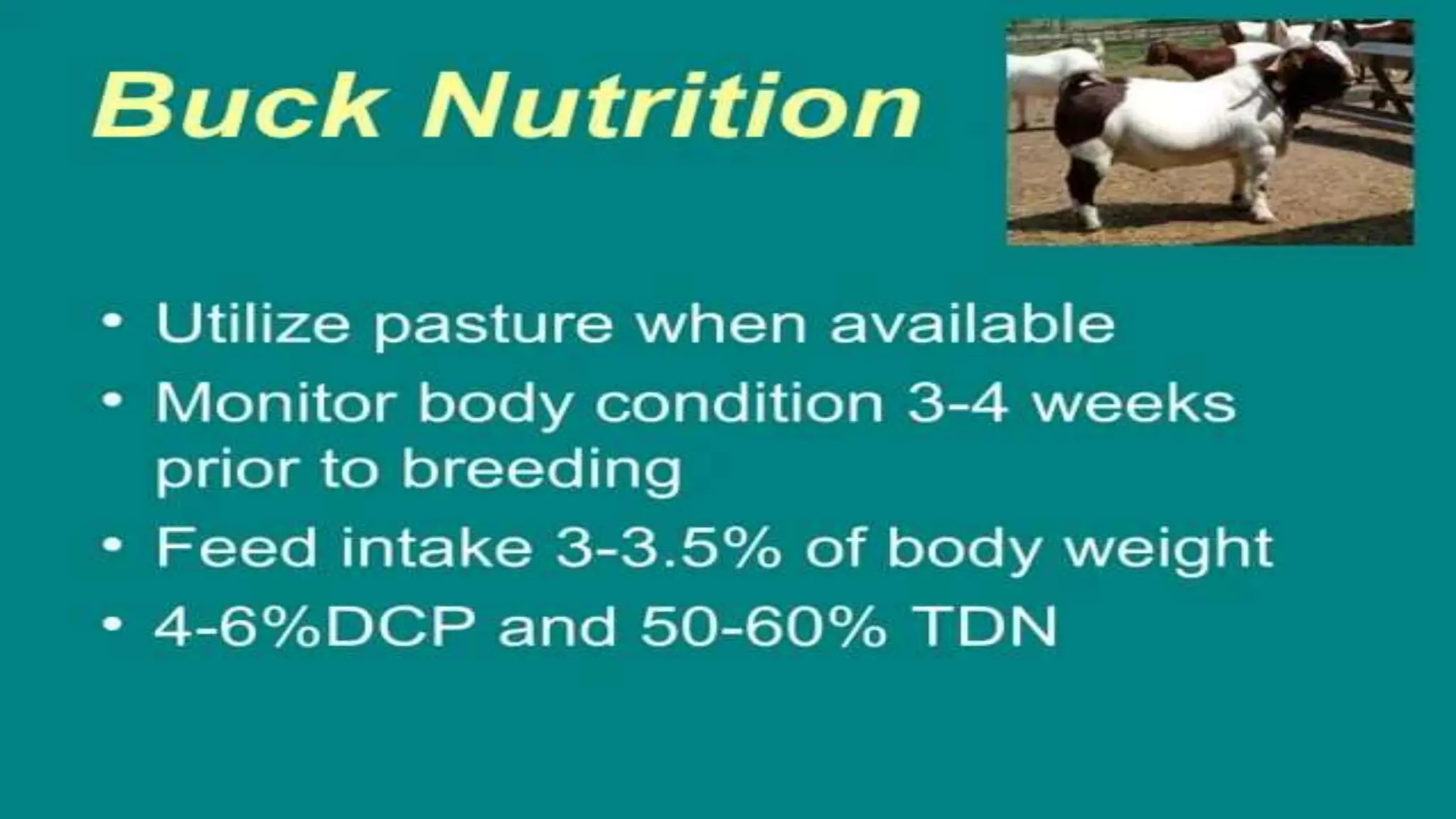 Goat Nutrition.pptx