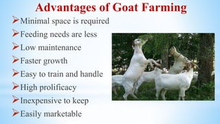 Goat Nutrition.pptx