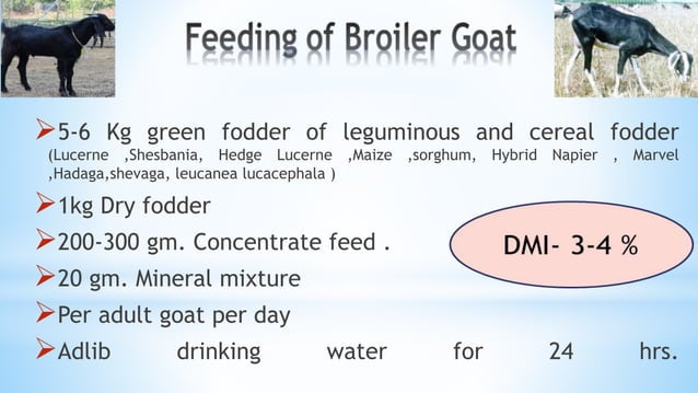 Goat Nutrition.pptx