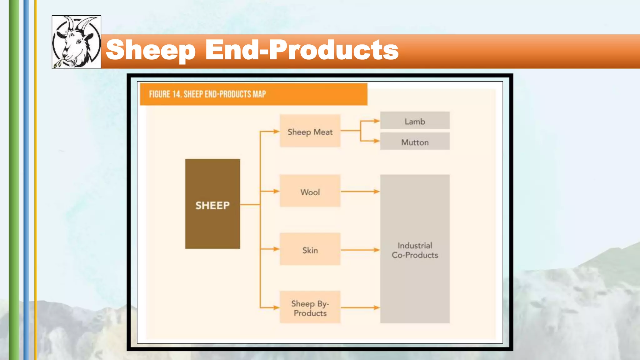 Goat or Sheep Production and Management.pptx
