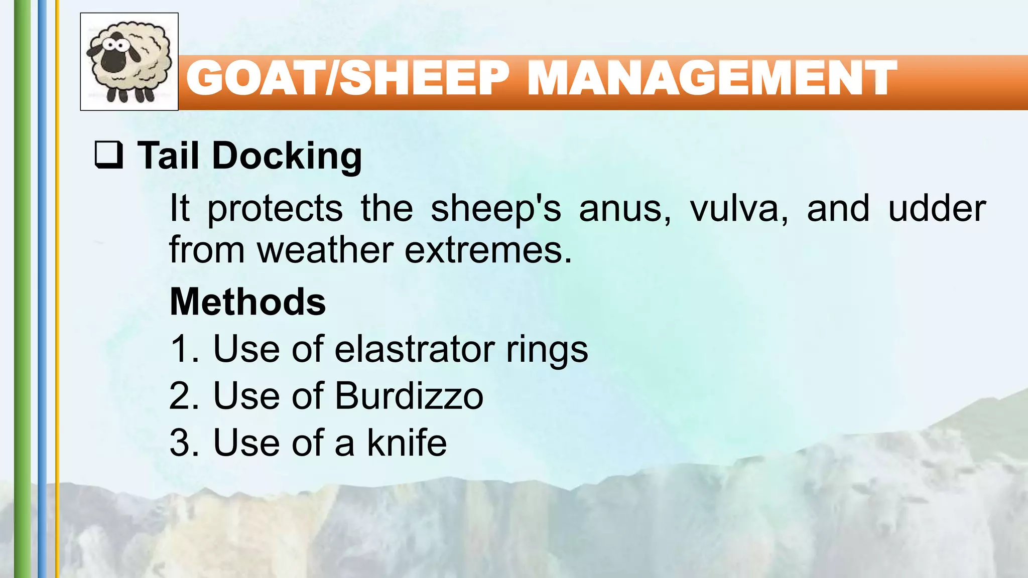 Goat or Sheep Production and Management.pptx