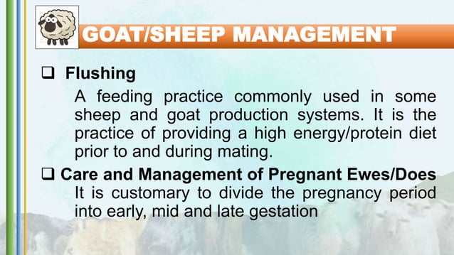 Goat or Sheep Production and Management.pptx