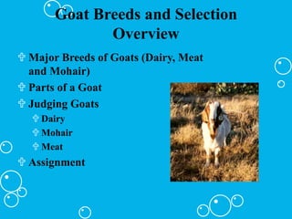 GOAT_And thier uses and characteristics .ppt