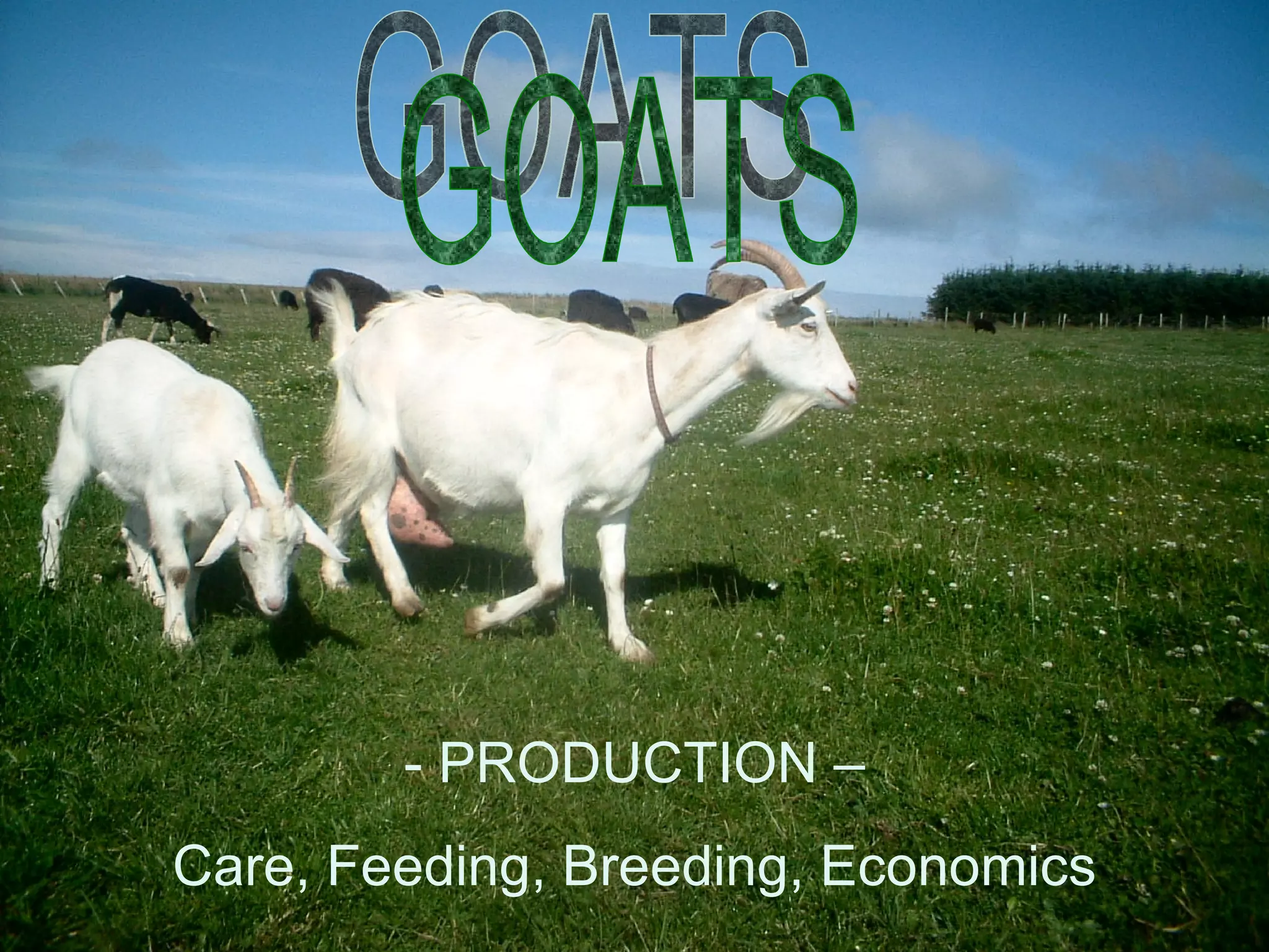 Goats Agricultural Production and Breeds | PPT