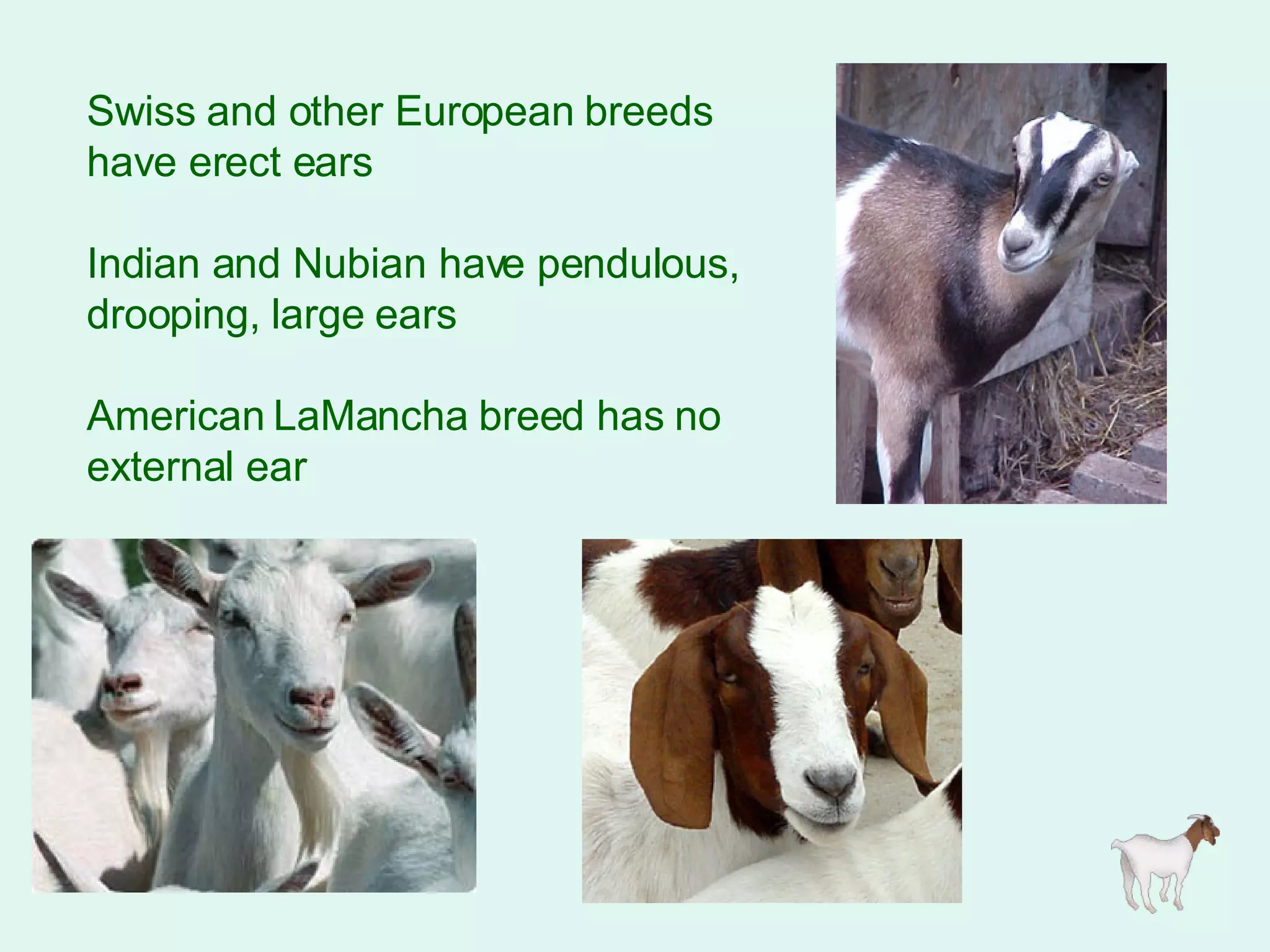 Goats Agricultural Production and Breeds | PPT