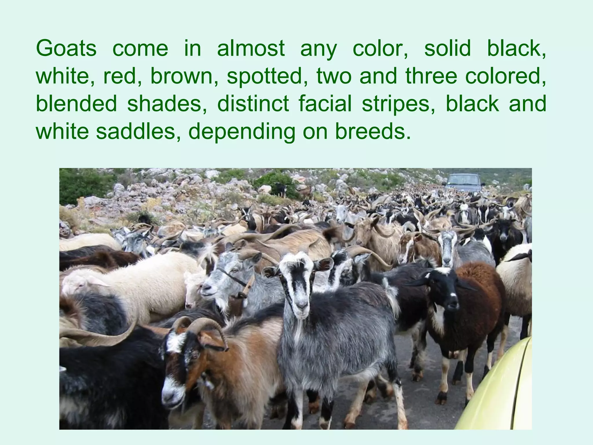Goats Agricultural Production and Breeds | PPT
