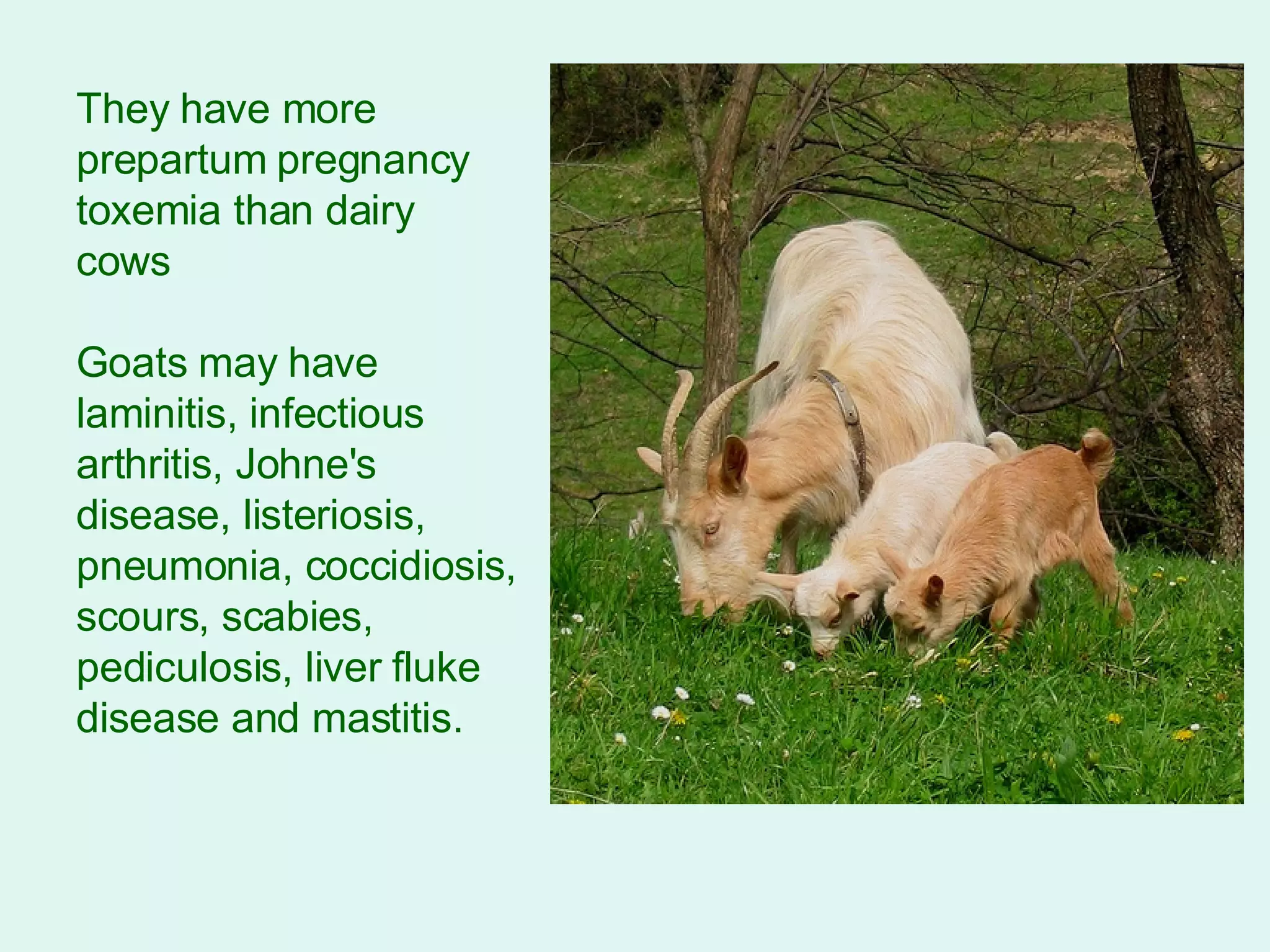 Goats Agricultural Production and Breeds | PPT