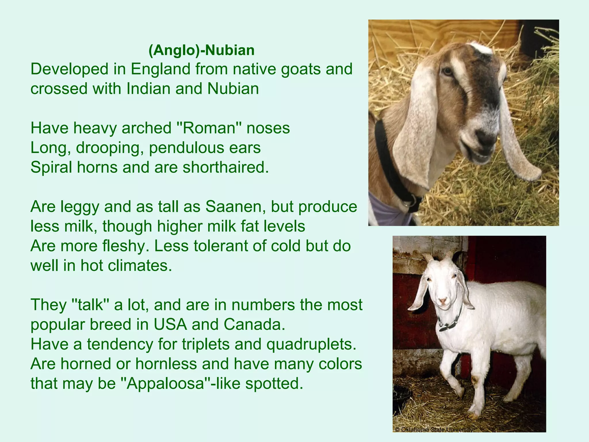 Goats Agricultural Production and Breeds | PPT