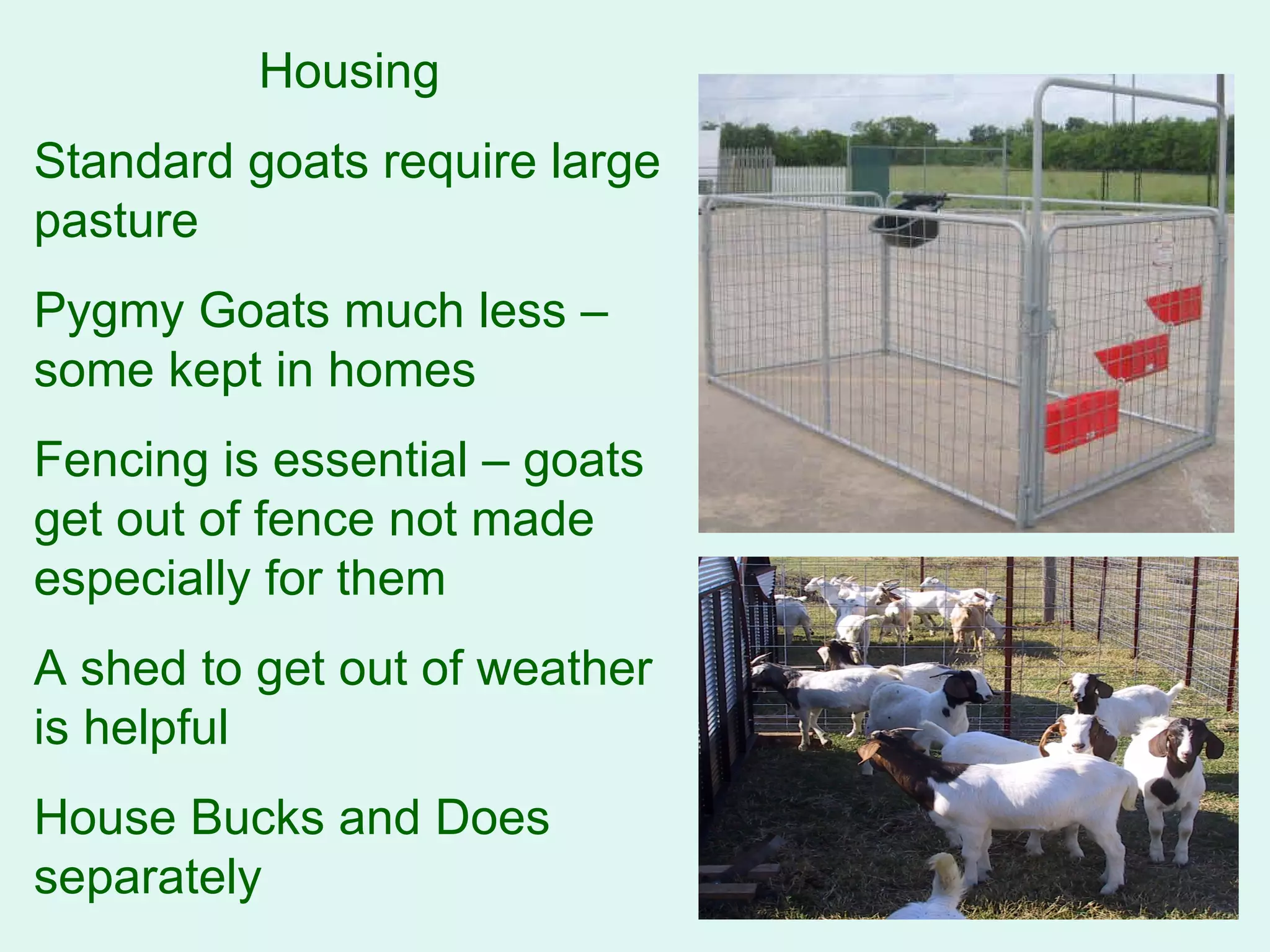 Goats Agricultural Production and Breeds | PPT