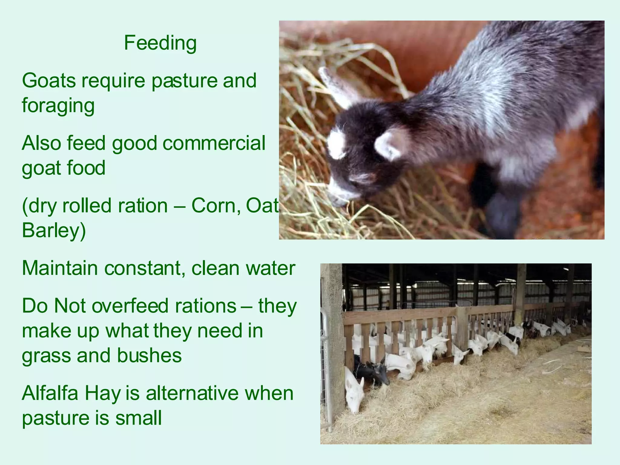 Goats Agricultural Production and Breeds | PPT