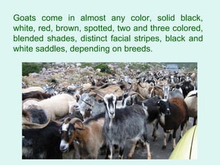Goats Agricultural Production and Breeds | PPT