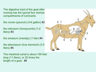 Goats Agricultural Production and Breeds | PPT