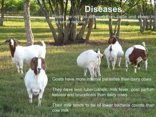 Goats Agricultural Production and Breeds | PPT