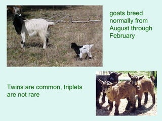 Goats Agricultural Production and Breeds | PPT