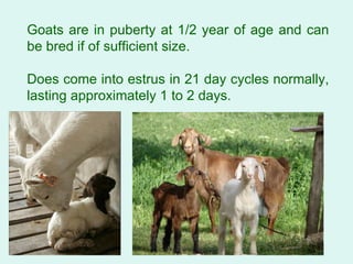 Goats Agricultural Production and Breeds | PPT