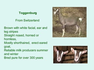 Goats Agricultural Production and Breeds | PPT