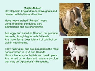 Goats Agricultural Production and Breeds | PPT