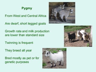 Goats Agricultural Production and Breeds | PPT