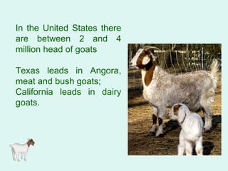 Goats Agricultural Production and Breeds | PPT