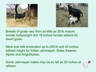 Goats Agricultural Production and Breeds | PPT