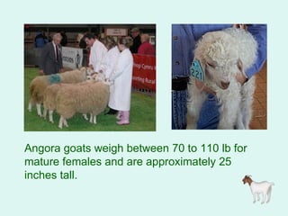 Goats Agricultural Production and Breeds | PPT