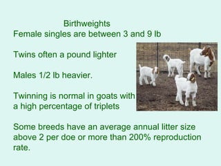 Goats Agricultural Production and Breeds | PPT