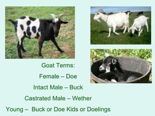 Goats Agricultural Production and Breeds | PPT