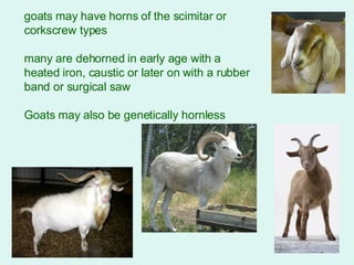 Goats Agricultural Production and Breeds | PPT