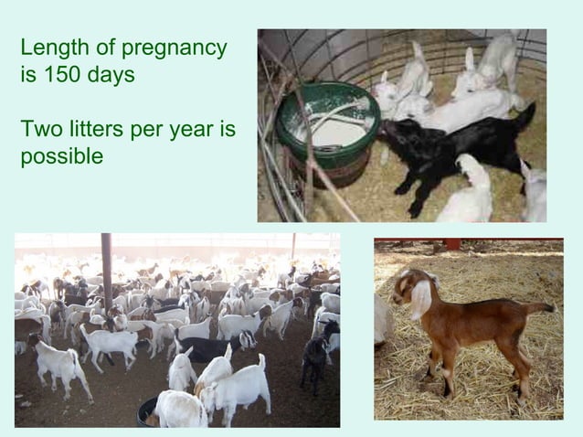 Goats Agricultural Production and Breeds | PPT