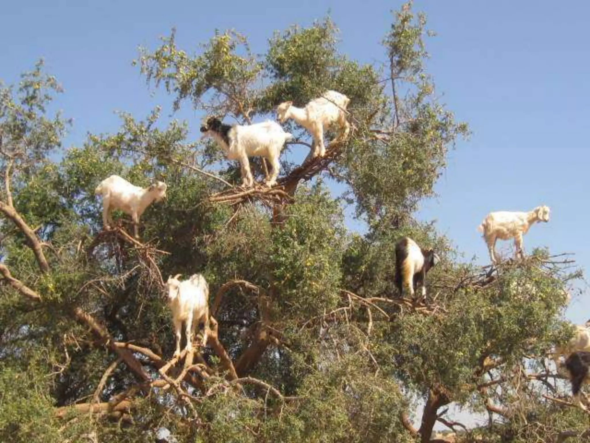 Goats Climbing Argania Tree (Morocco) | PPTX