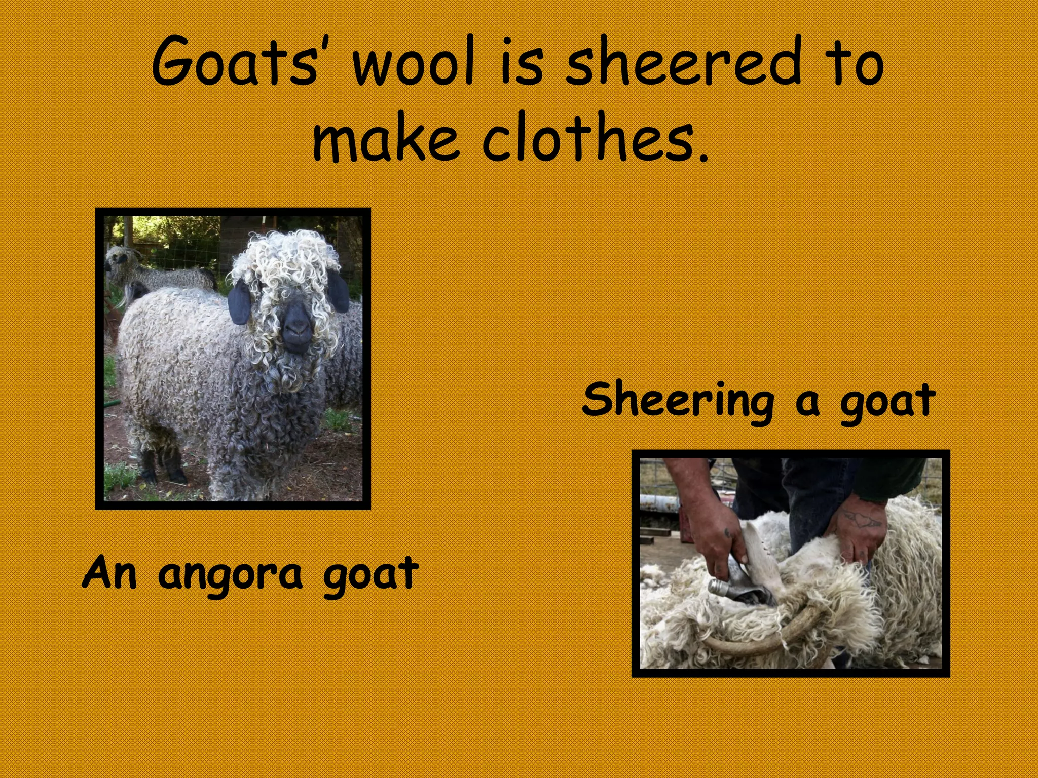 Goats facts | PPT