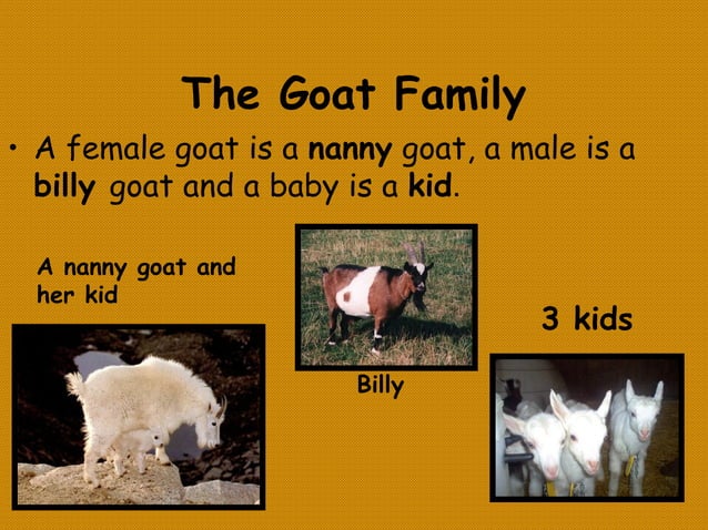 Goats facts | PPT
