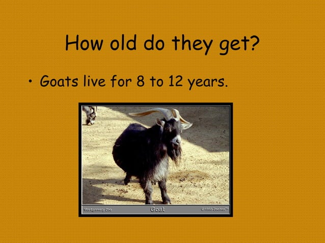 Goats facts | PPT