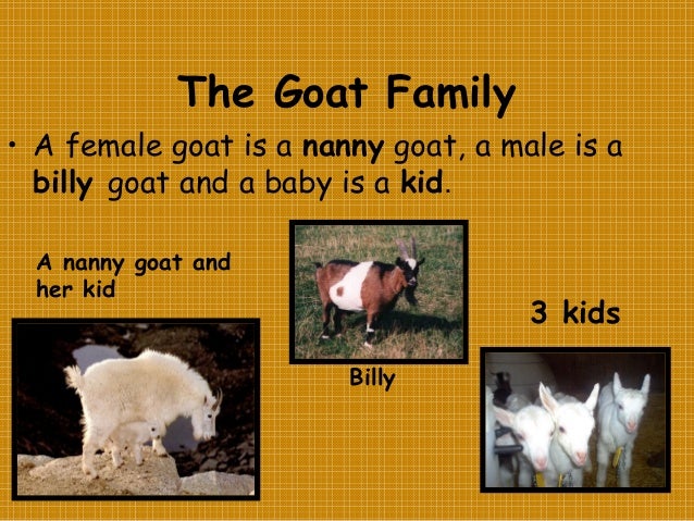 Goats facts