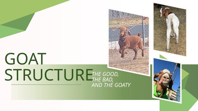 Meat Market Goat Structure Presentation.pptx