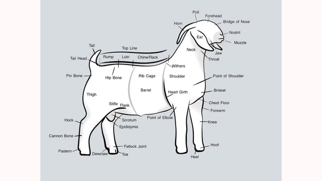 Meat Market Goat Structure Presentation.pptx