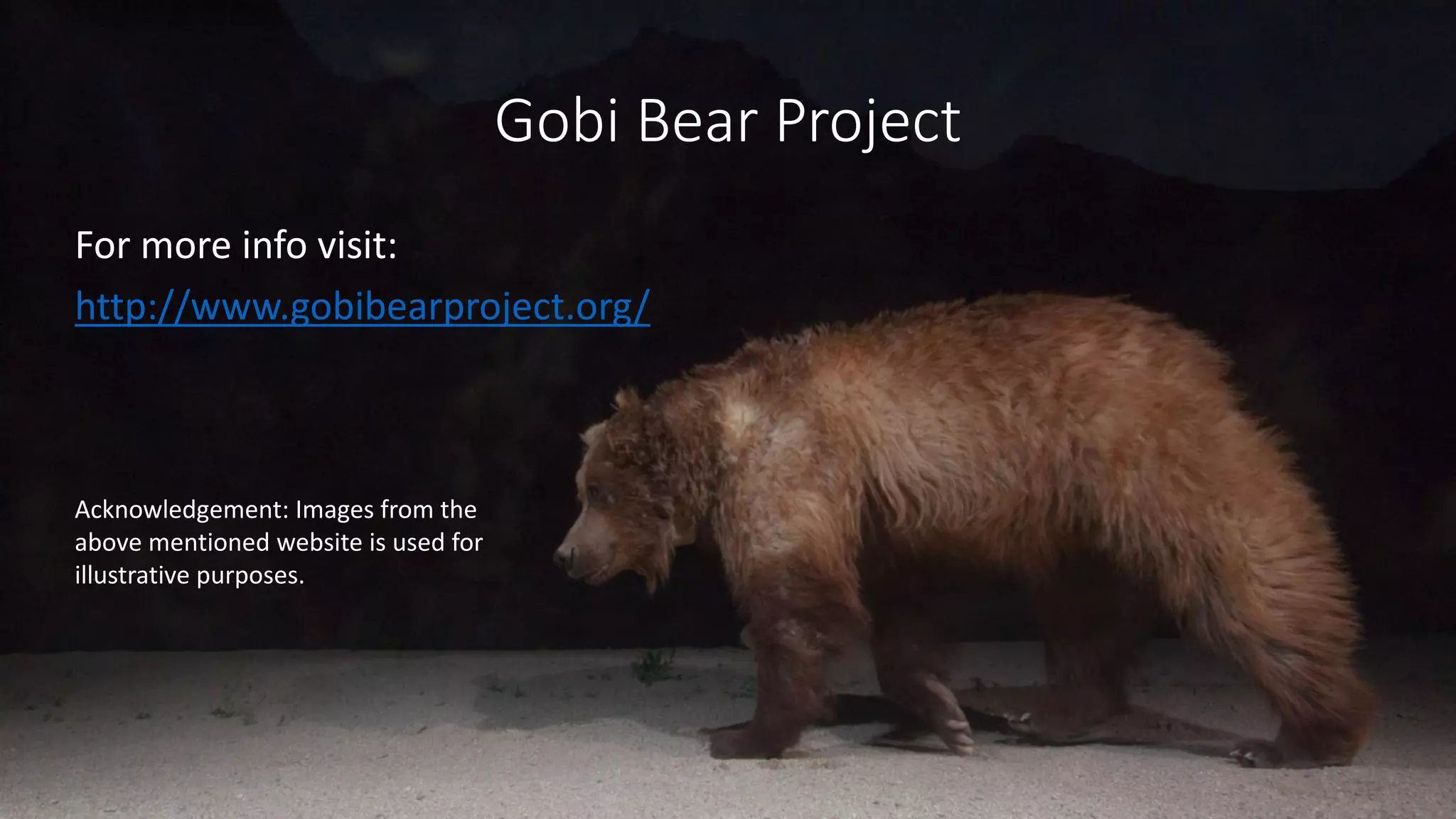 Gobi bear mazaalai | PDF