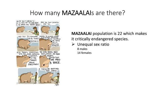 Gobi bear mazaalai | PPT