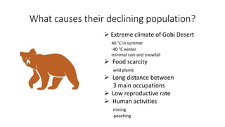 Gobi bear mazaalai | PDF