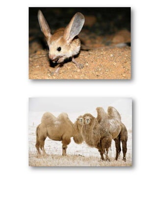 Gobi Desert Animals And Plants