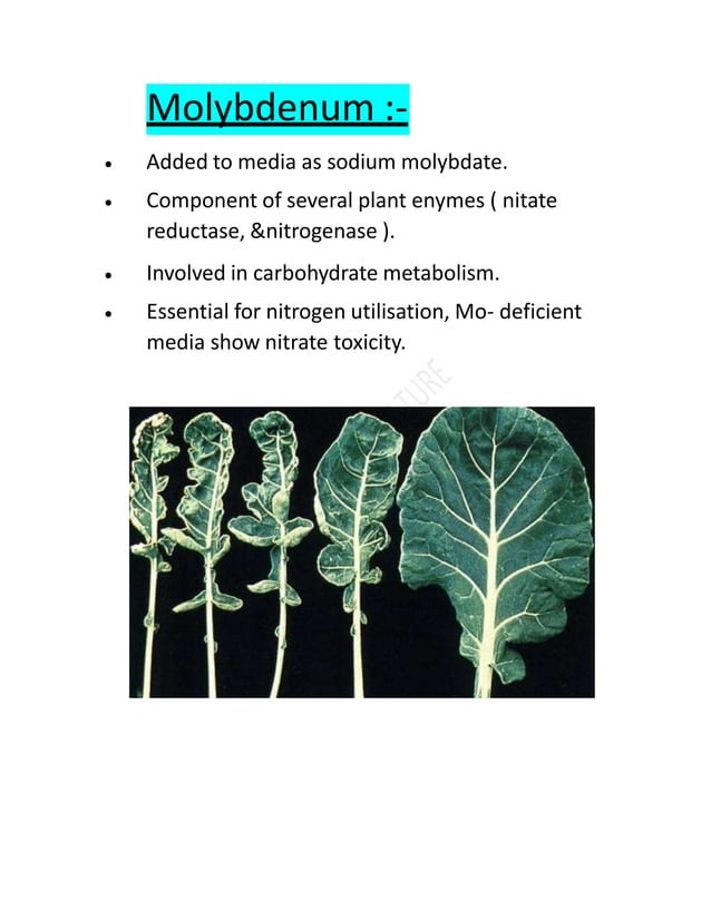 Macro & Macronutrient in plant tissue culture | PPTX